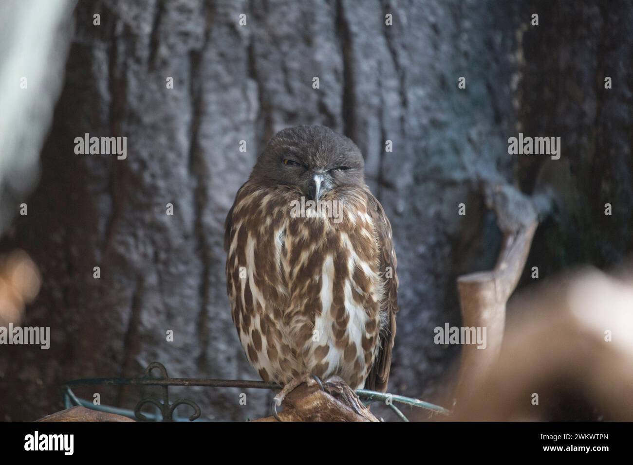 Scorpios hi-res stock photography and images - Alamy