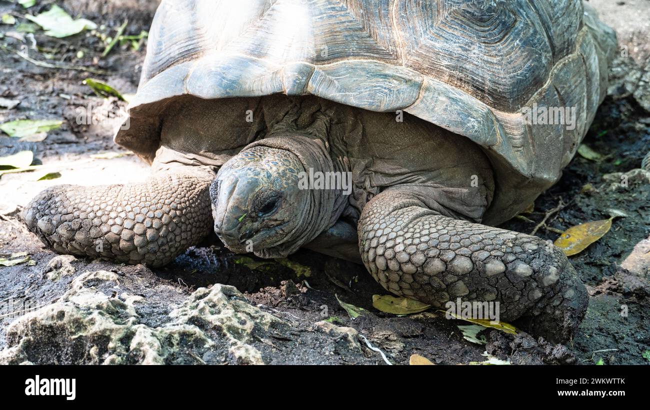 Giant tortoise Aldabra turlte Zanzibar Prison Island Changuu Stock ...