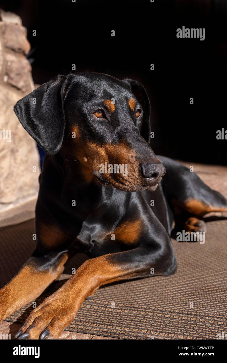 Doberman Pinscher puppy, 1 year old, laying in the sun on a patio ...