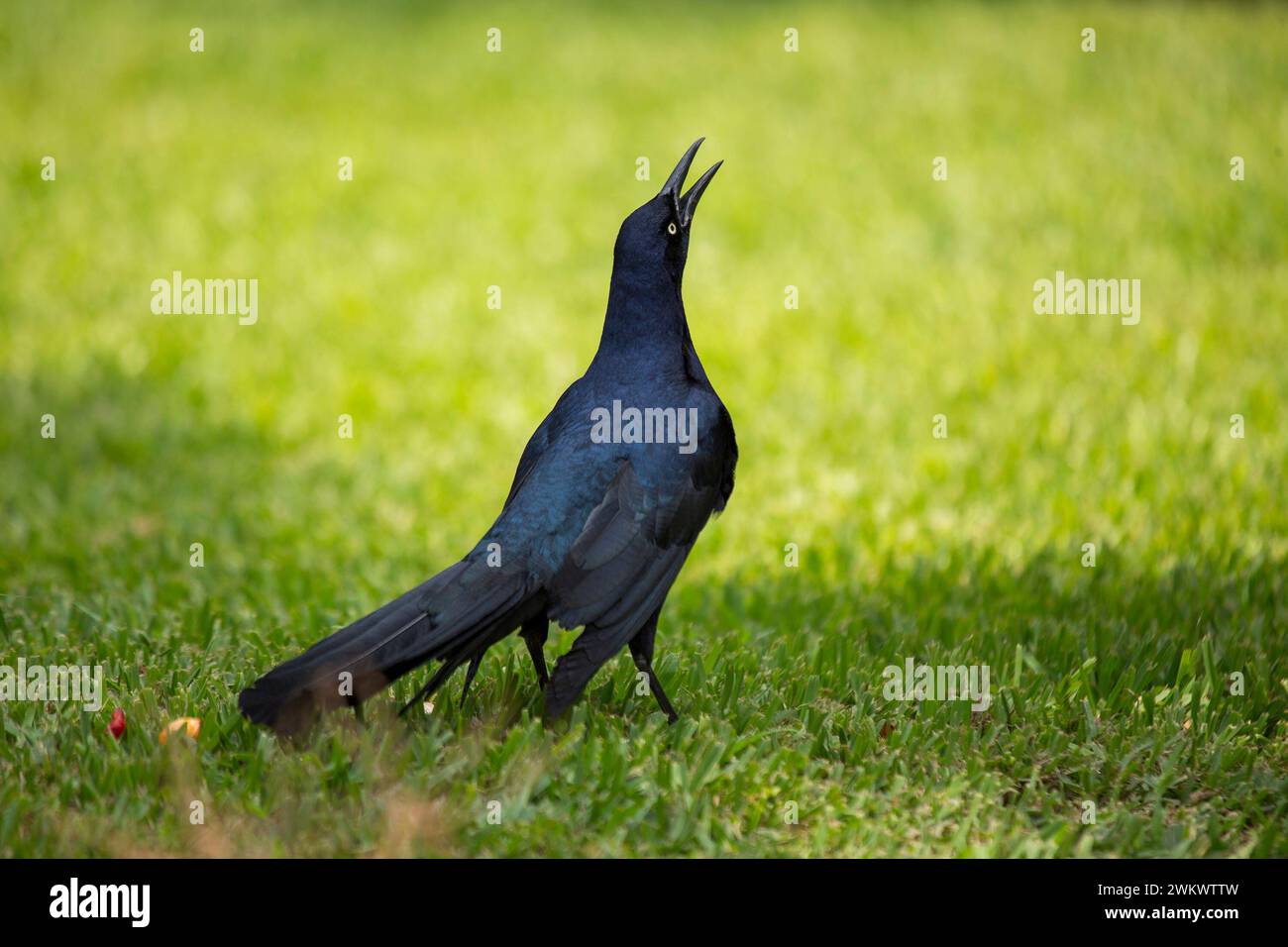 Common Grackle (Quiscalus quiscula) spotted in El Salvador Stock Photo ...