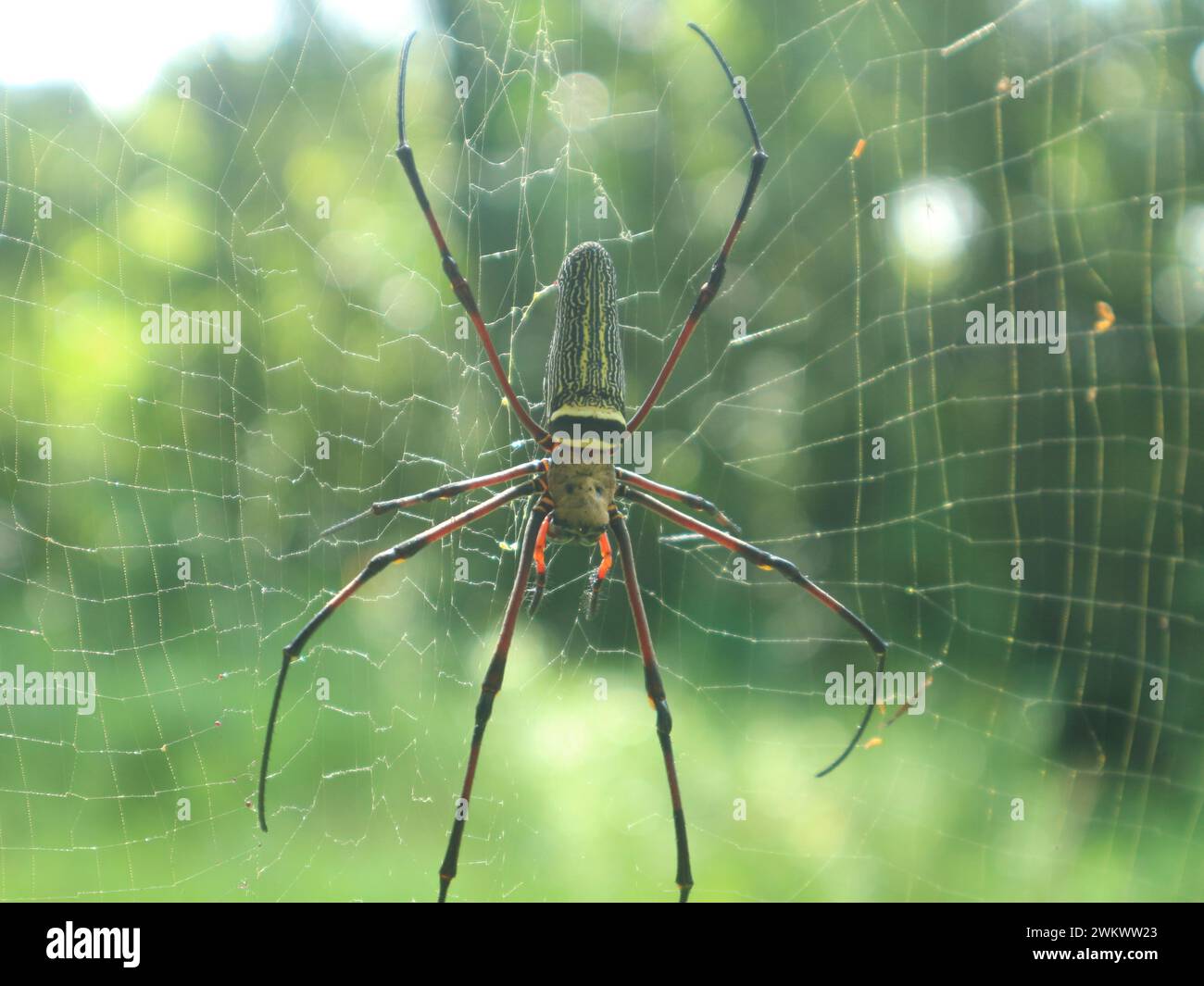 Spiders have slender bodies and trap nets for hunting prey Stock Photo ...