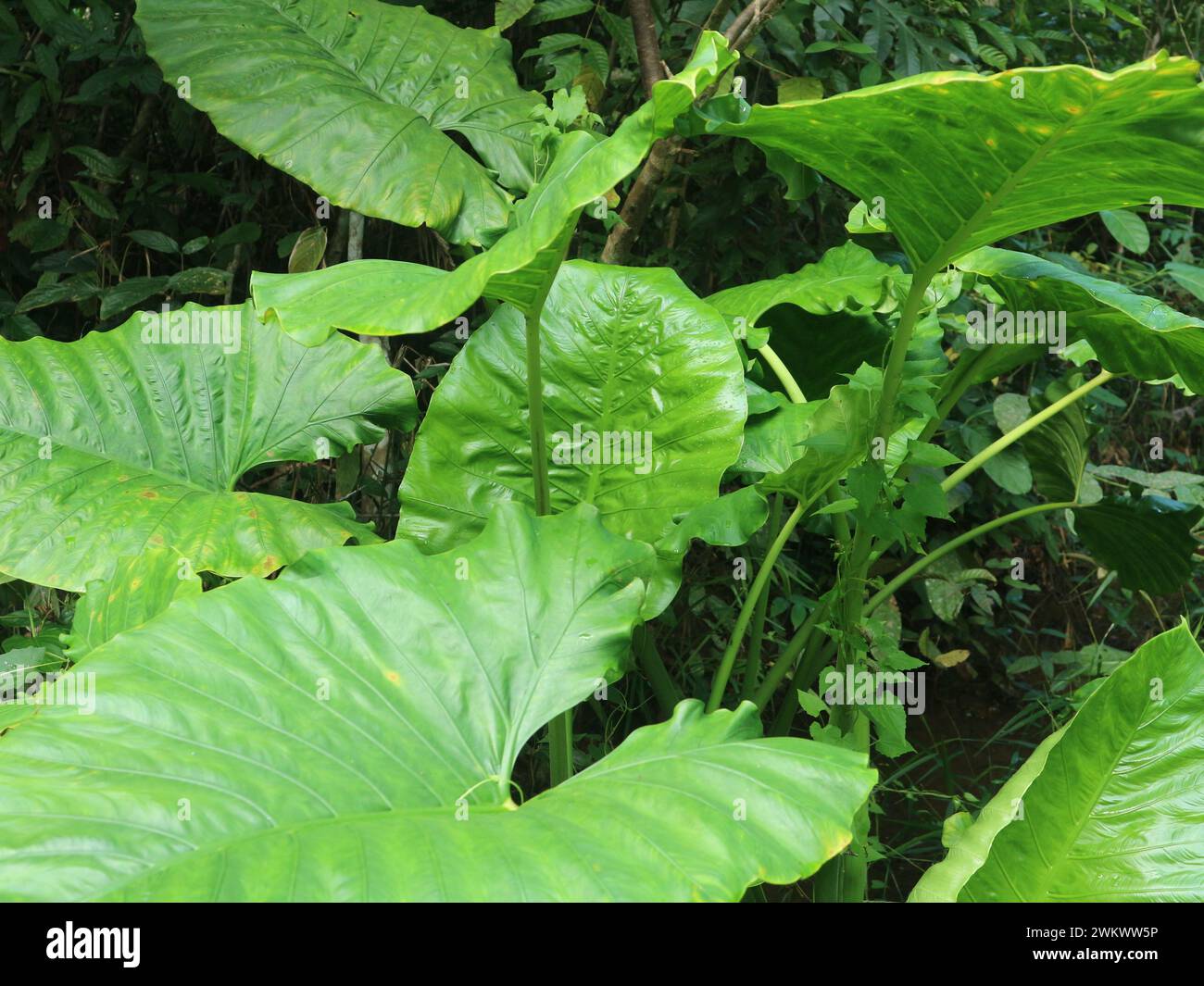 Tubers and leaves hi-res stock photography and images - Alamy