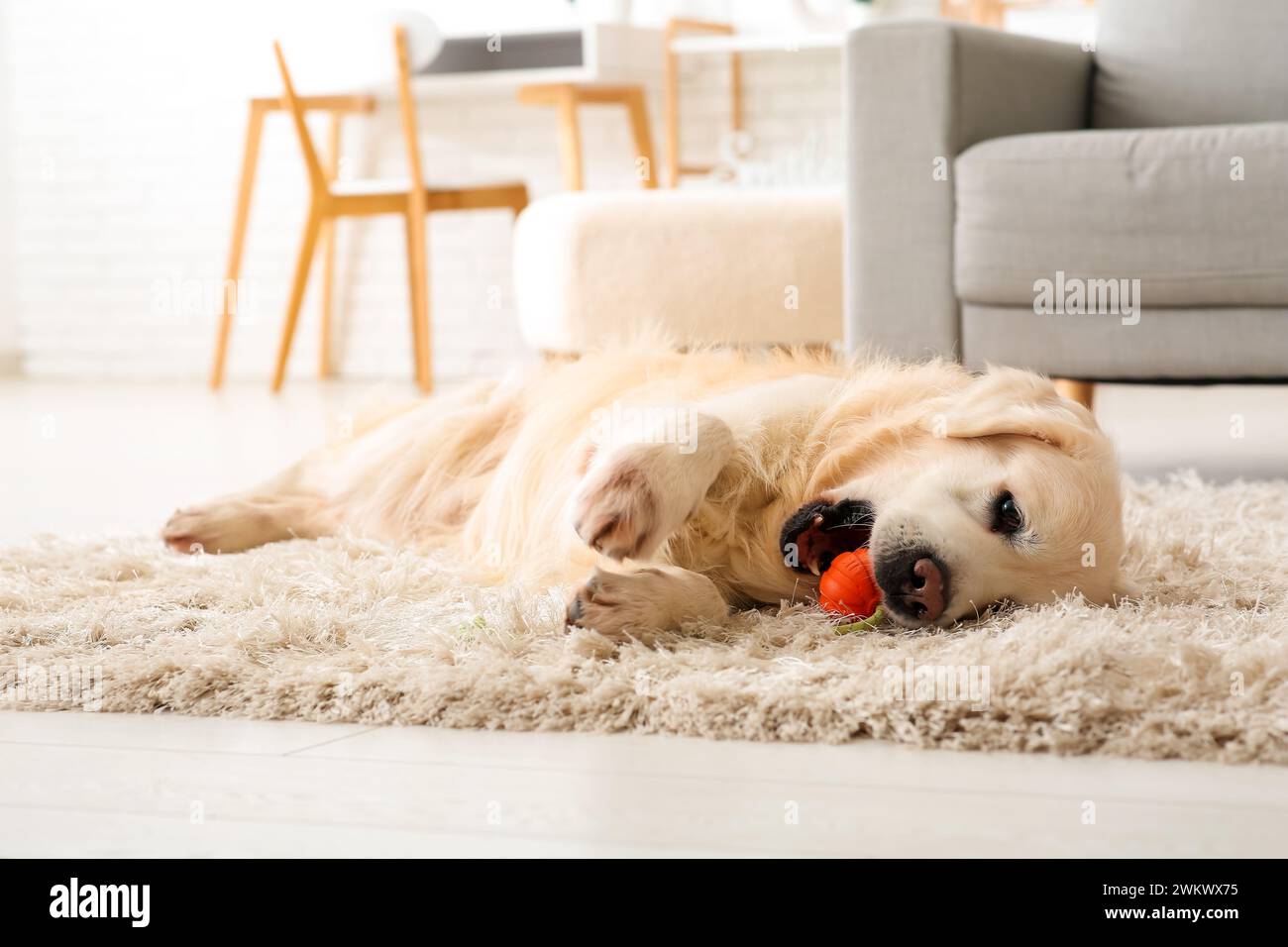 Cute Labrador dog chewing toy on fluffy carpet at home Stock Photo - Alamy