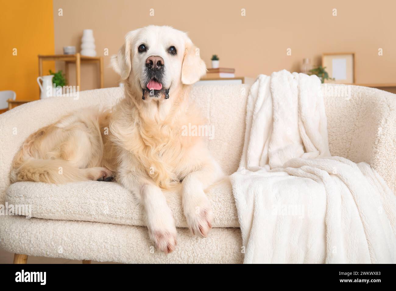 Cute Labrador dog lying on sofa at home Stock Photo - Alamy
