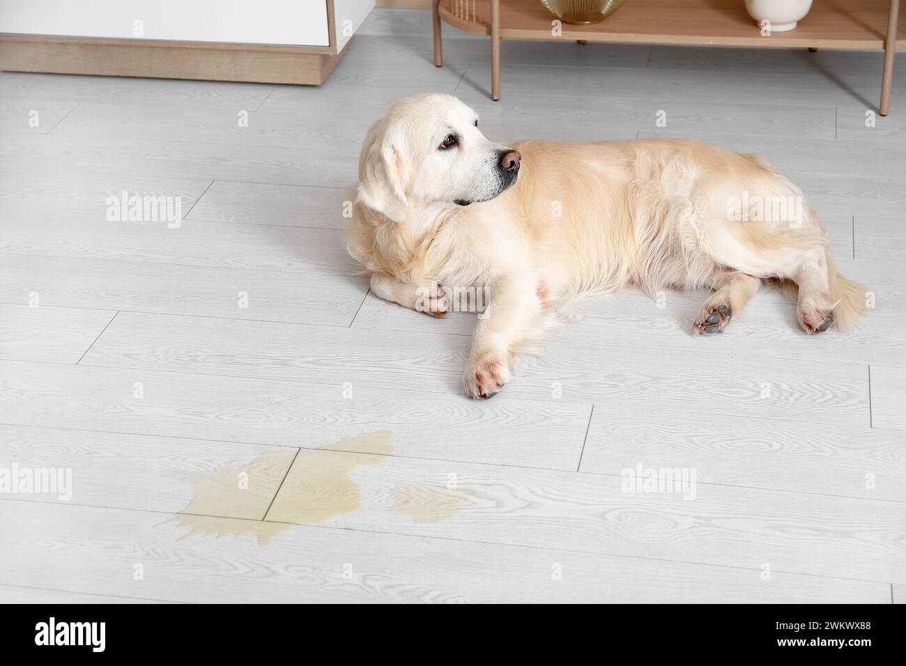 Labrador dog with wet spot on floor at home Stock Photo - Alamy