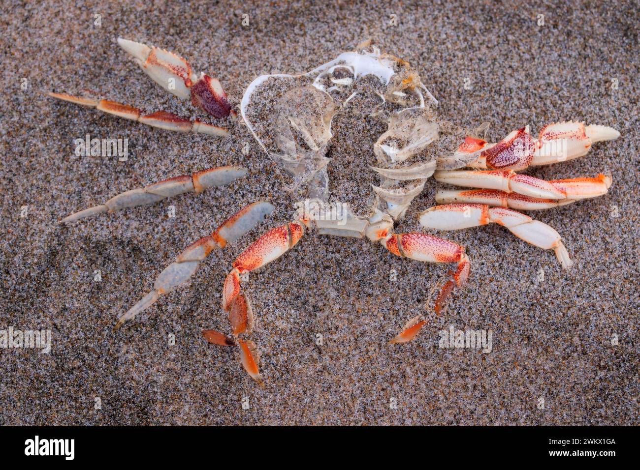 Crab shell, Governor Patterson Memorial State Park, Oregon Stock Photo ...