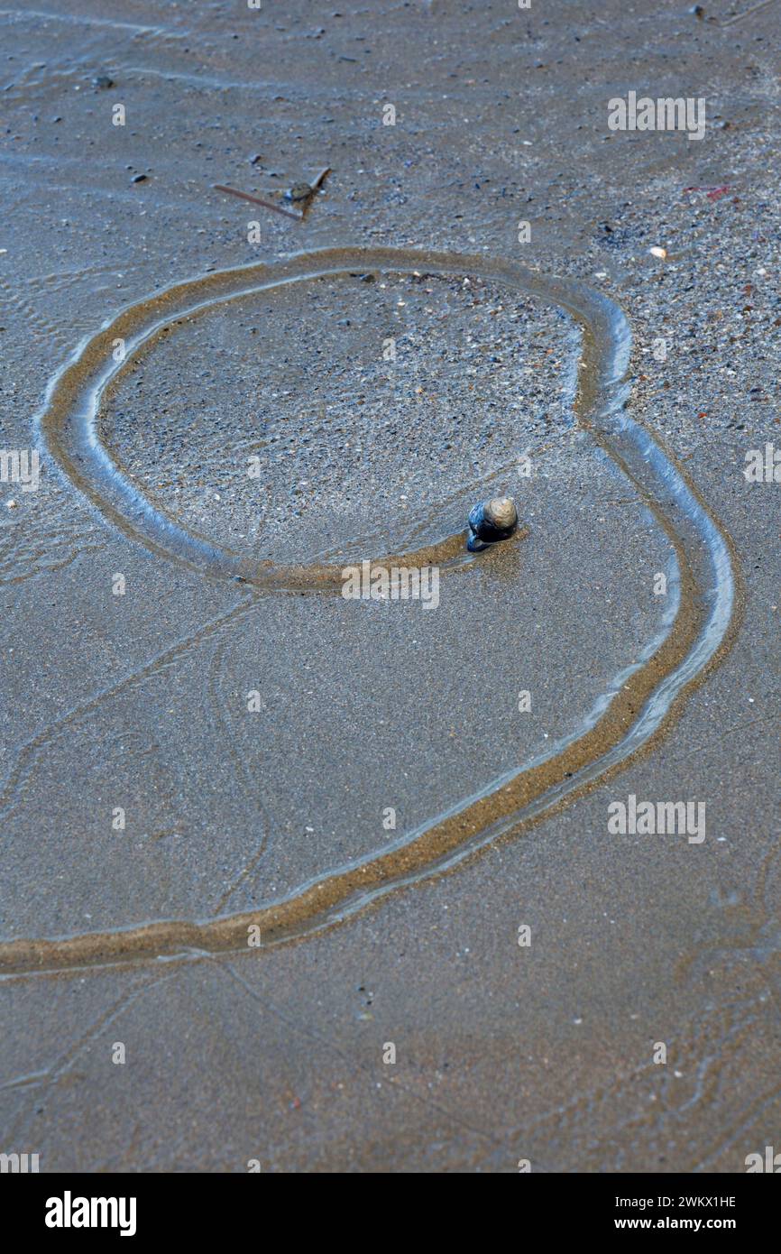 Snail with track on beach, Marine Gardens State Park, Oregon Stock ...