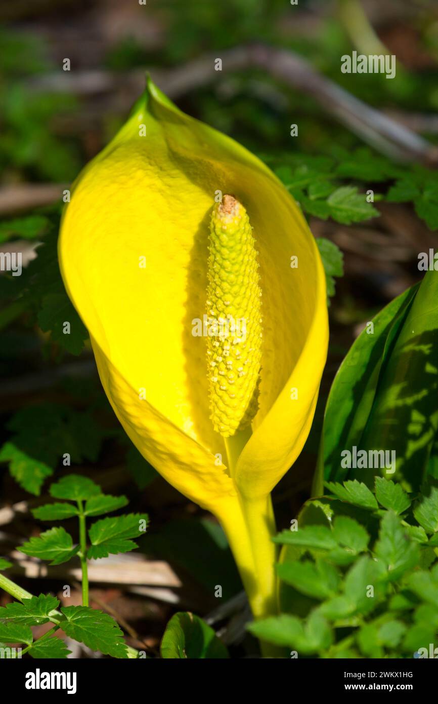 Skunk cabbage along Ocean to Bay Trail, Newport, Oregon Stock Photo - Alamy