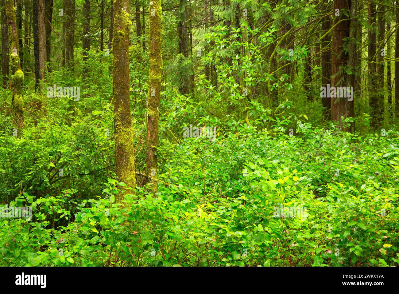 Lush oregon forest hi-res stock photography and images - Alamy