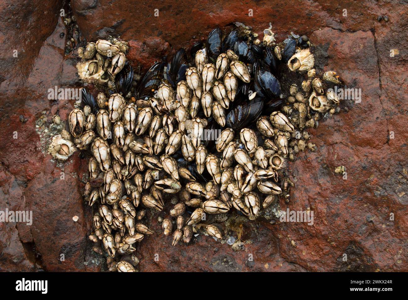 Gooseneck barnacles with mussels, Yachats State Park, Oregon Stock ...