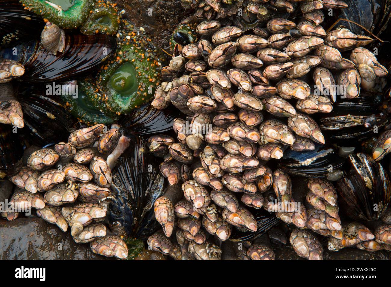 Gooseneck barnacles with mussels, Yachats State Park, Oregon Stock ...