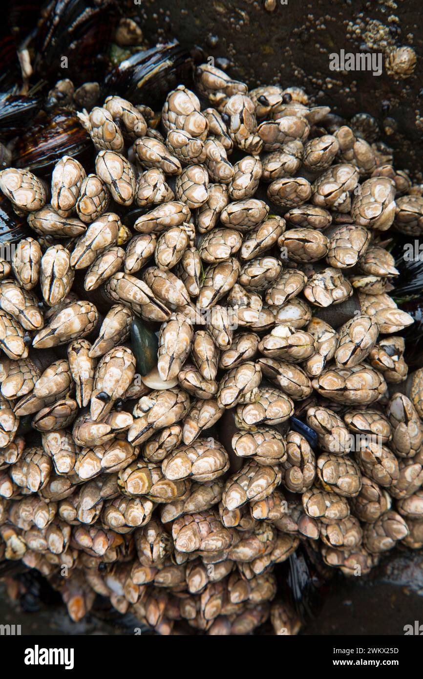 Gooseneck barnacles with mussels, Yachats State Park, Oregon Stock ...