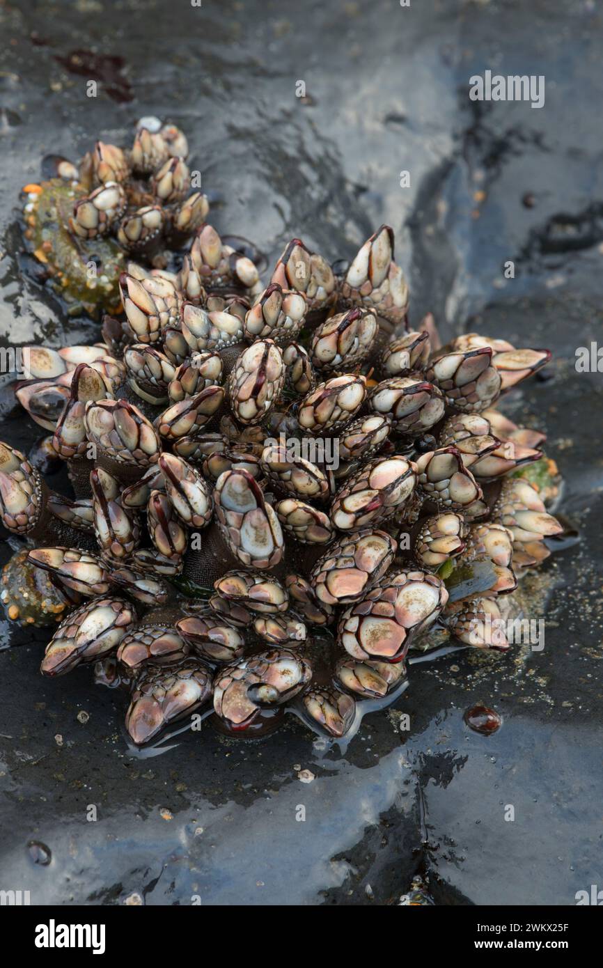 Gooseneck barnacles, Yachats State Park, Oregon Stock Photo - Alamy