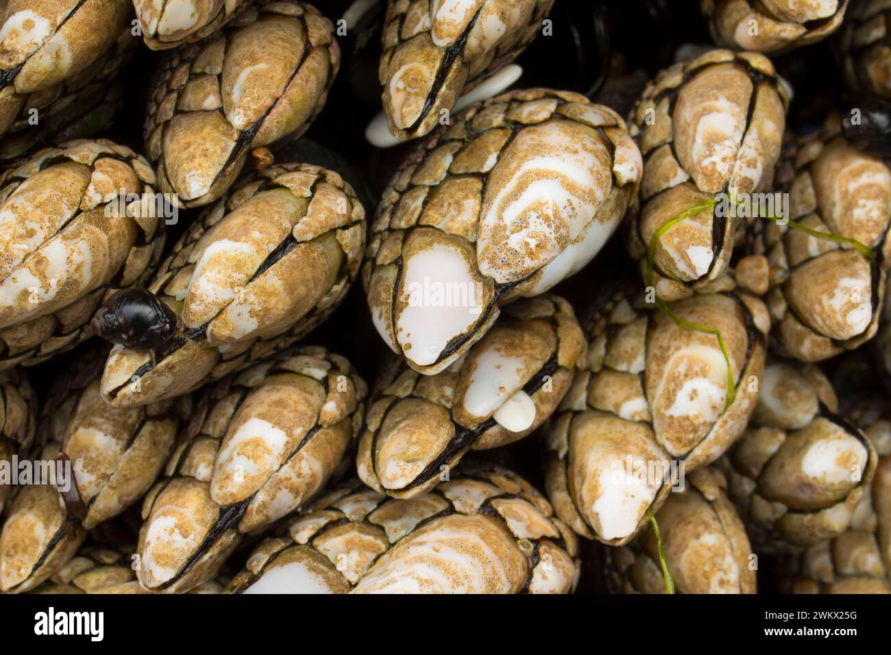 Gooseneck barnacles, Yachats State Park, Oregon Stock Photo - Alamy