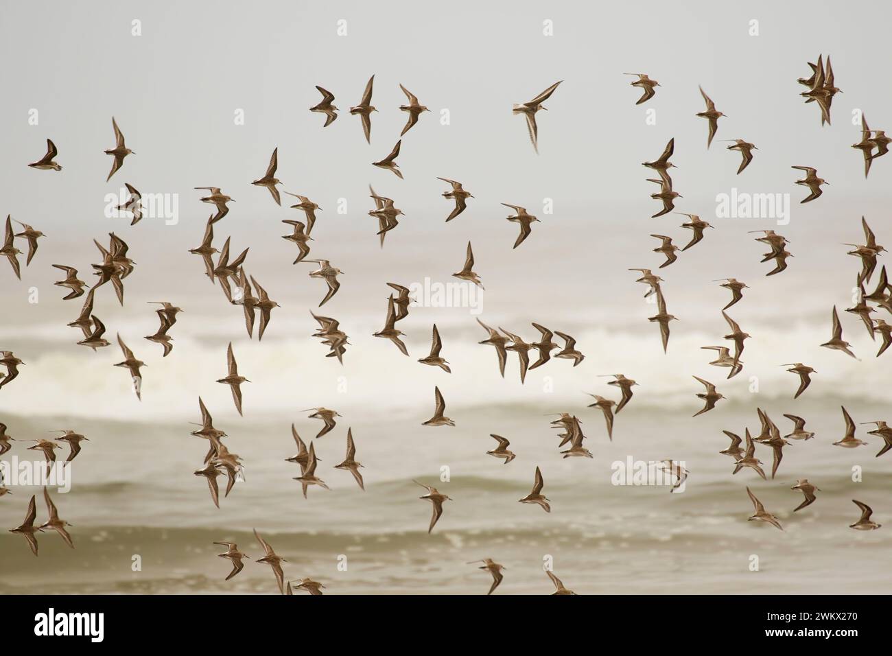 Shorebirds in flight, Driftwood Beach State Park, Oregon Stock Photo ...