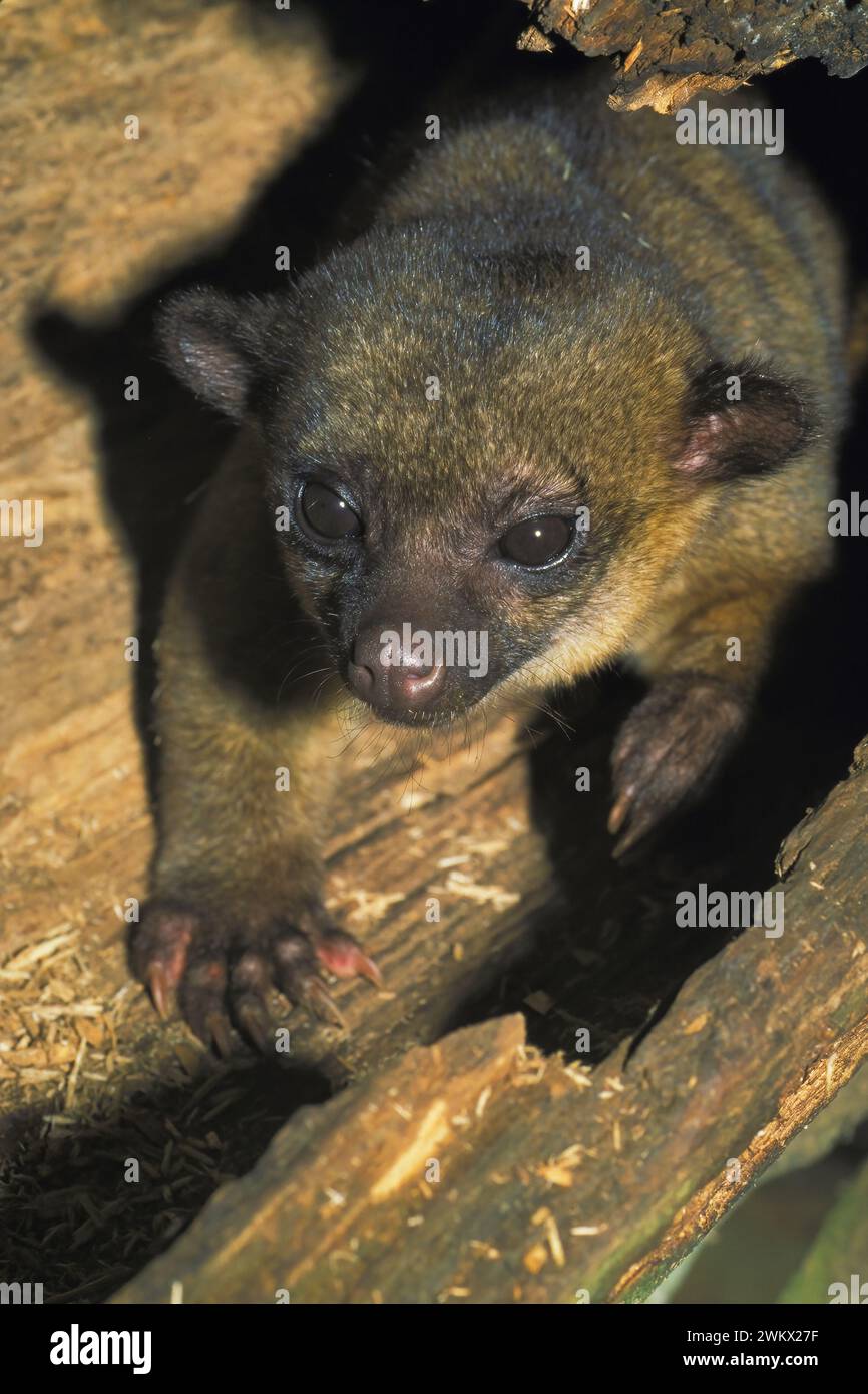 Kinkajou, ( Potos flavus ) also known as a Honey bear, inside a hollow ...