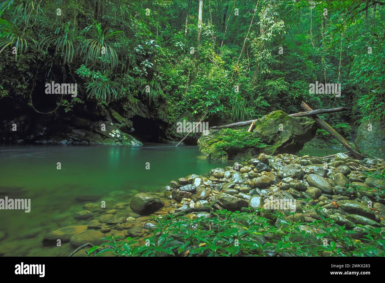 Sungai Melinau River scene in the tropical rainforest of Gunong Mulu ...