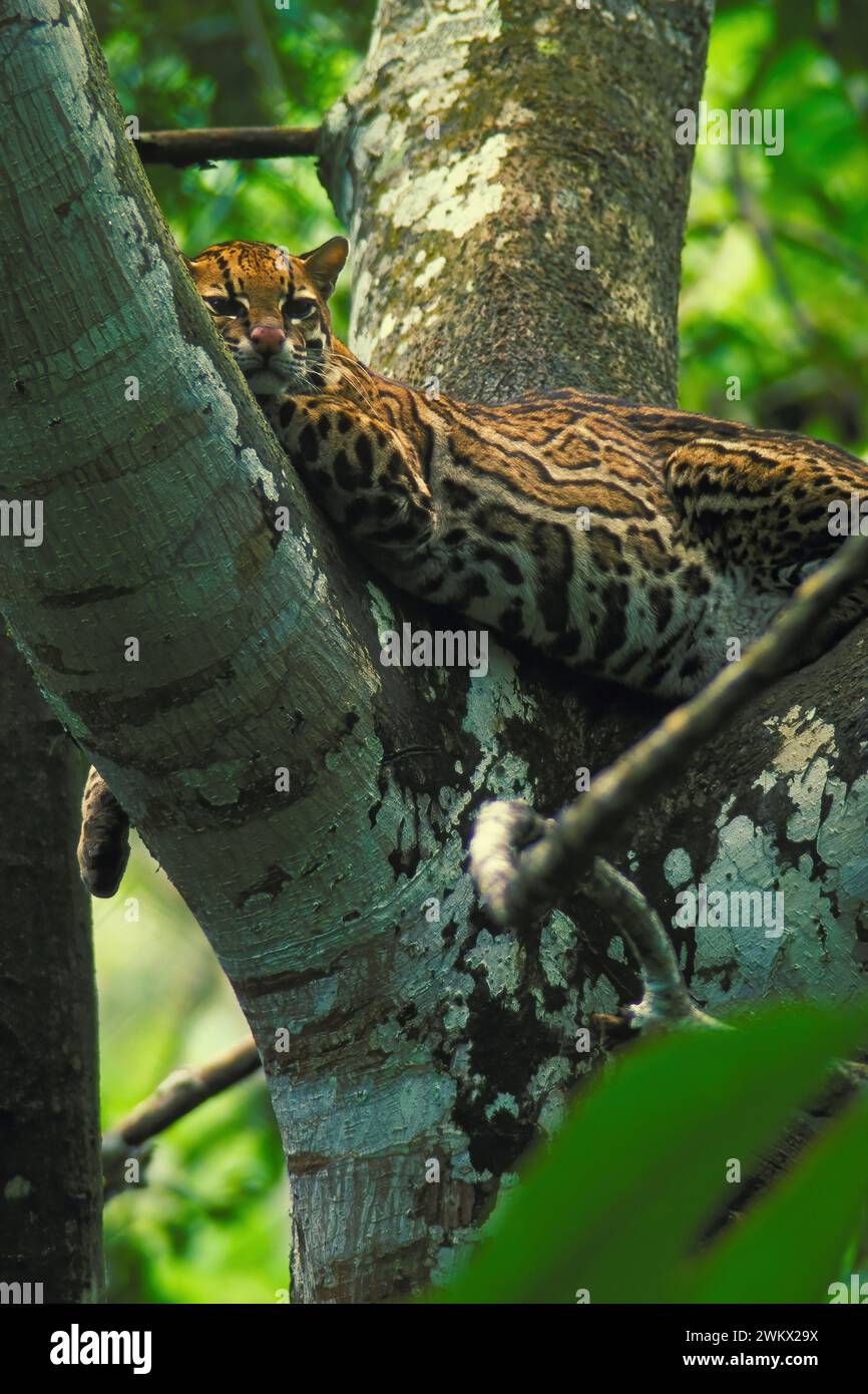 Ocelot cat ( Leopardus pardalis ) resting in a tree near to the Rio ...