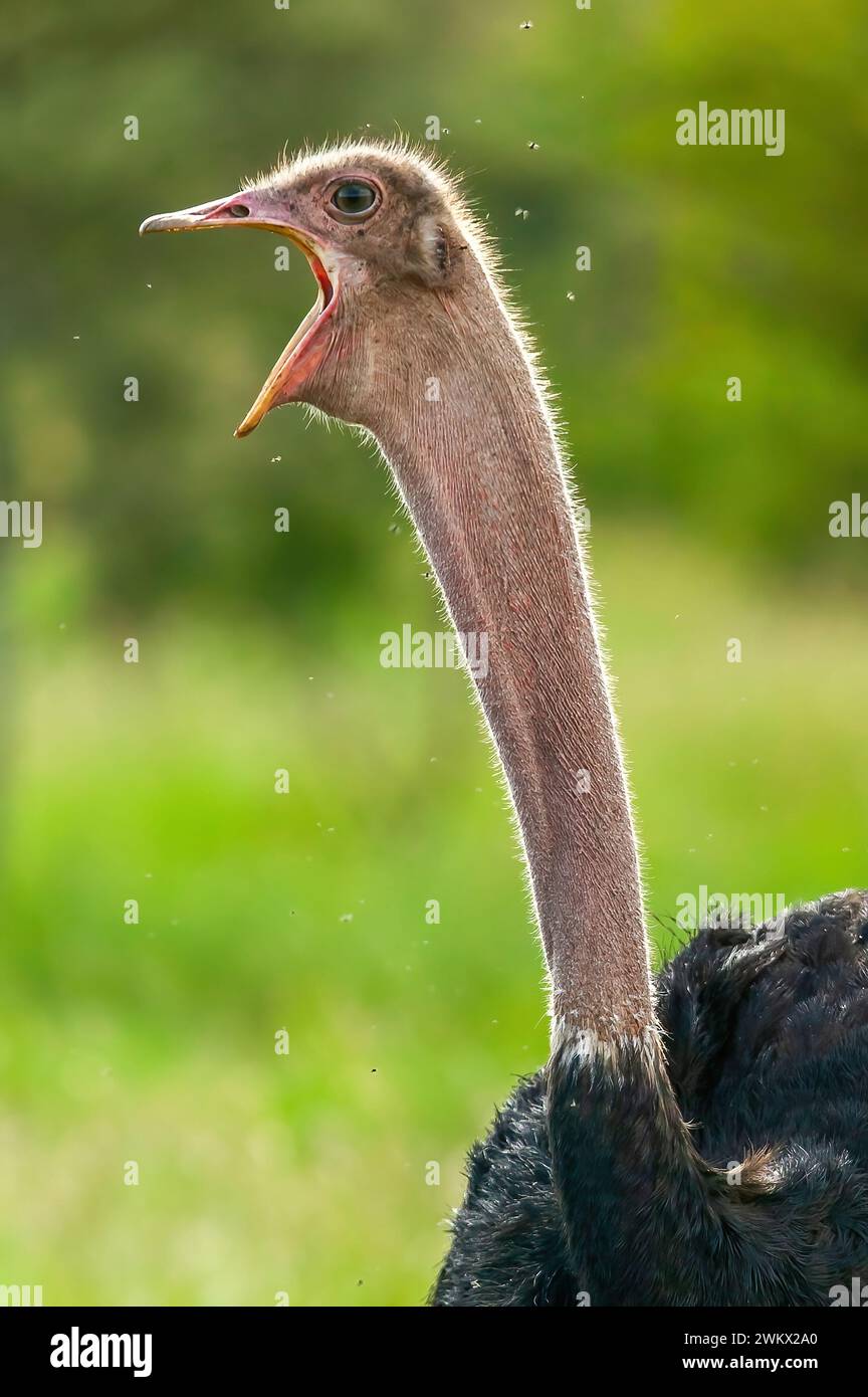 Surprised looking male Common Ostrich ( Struthio camelus ) surrounded ...
