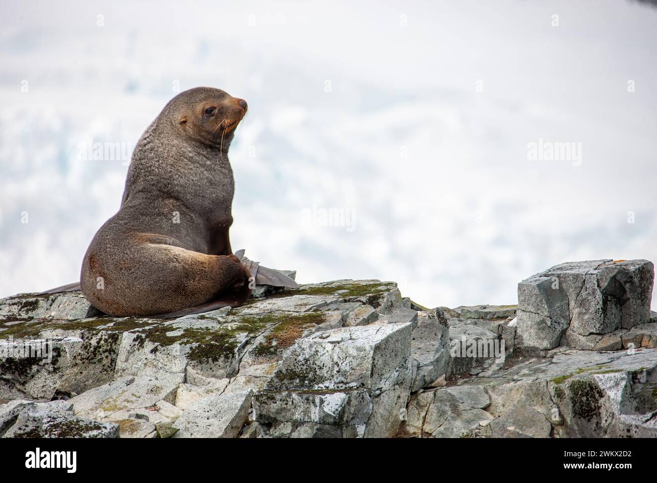 Antarctic fur seal ( Arctocephalus gazella ) sitting on a granite rock ...