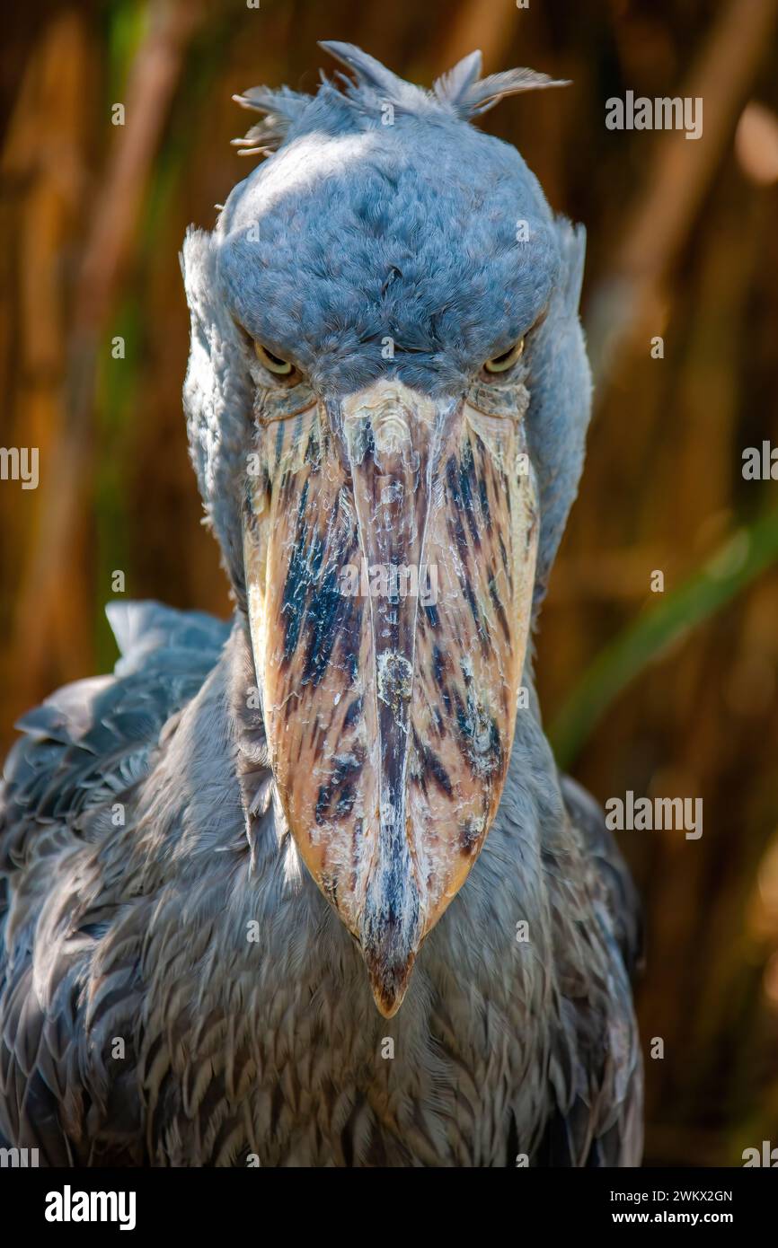 Shoebill Stork, Shoe-billed Stork ( Balaeniceps rex ) A giant wading ...