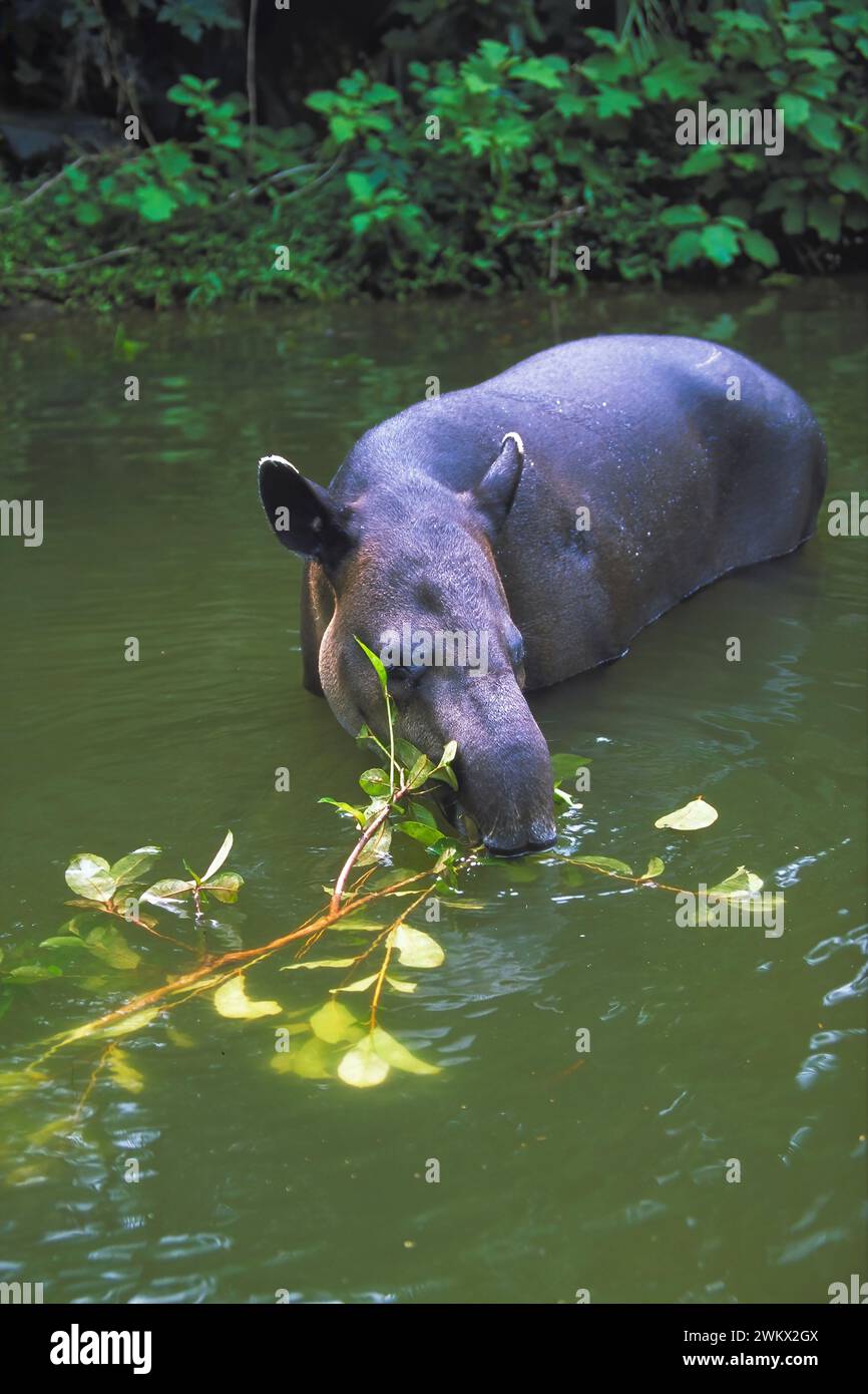 The Baird's tapir, also known as the Central American tapir ( Tapirus ...