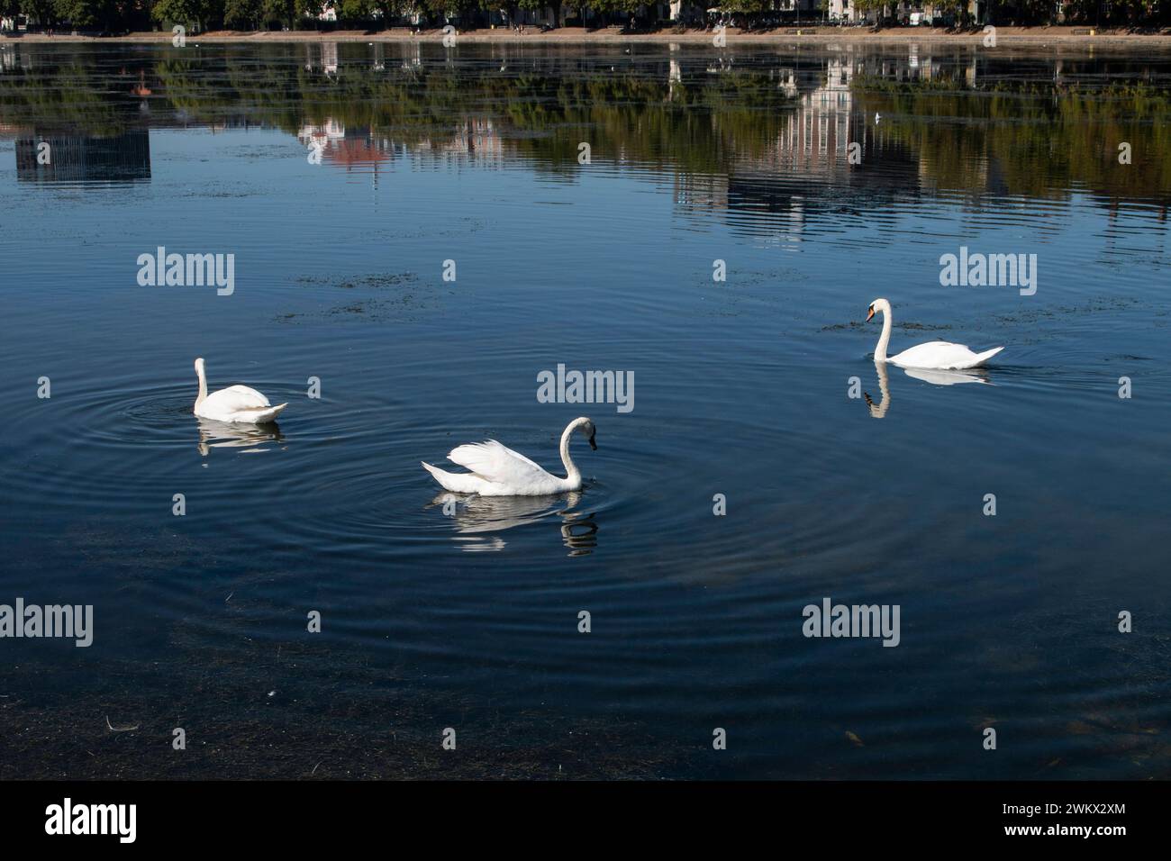 Three swans Copenhagen The Lakes Denmark Copyright ...