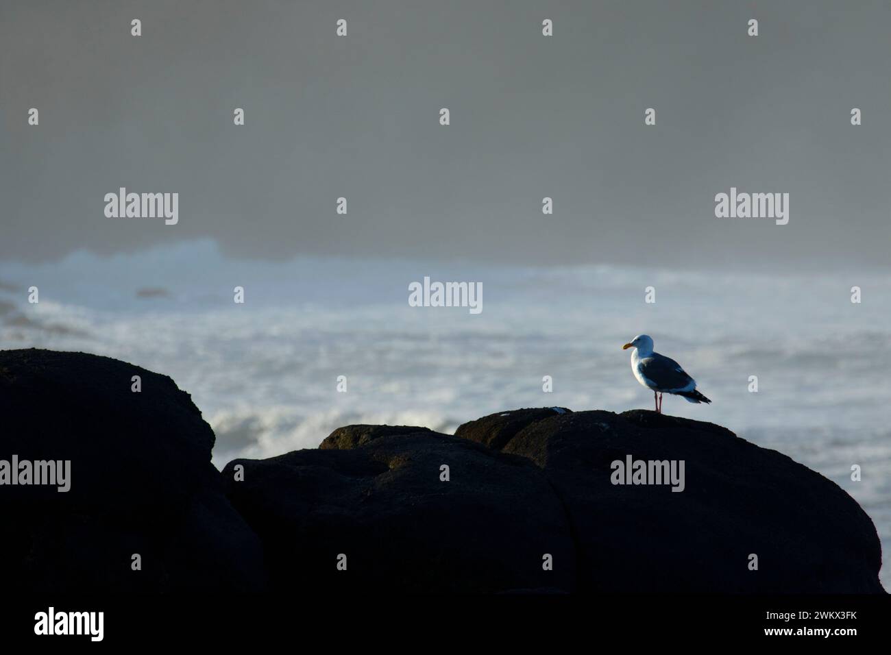Gull, Fishing Rock State Park, Lincoln City, Oregon Stock Photo - Alamy