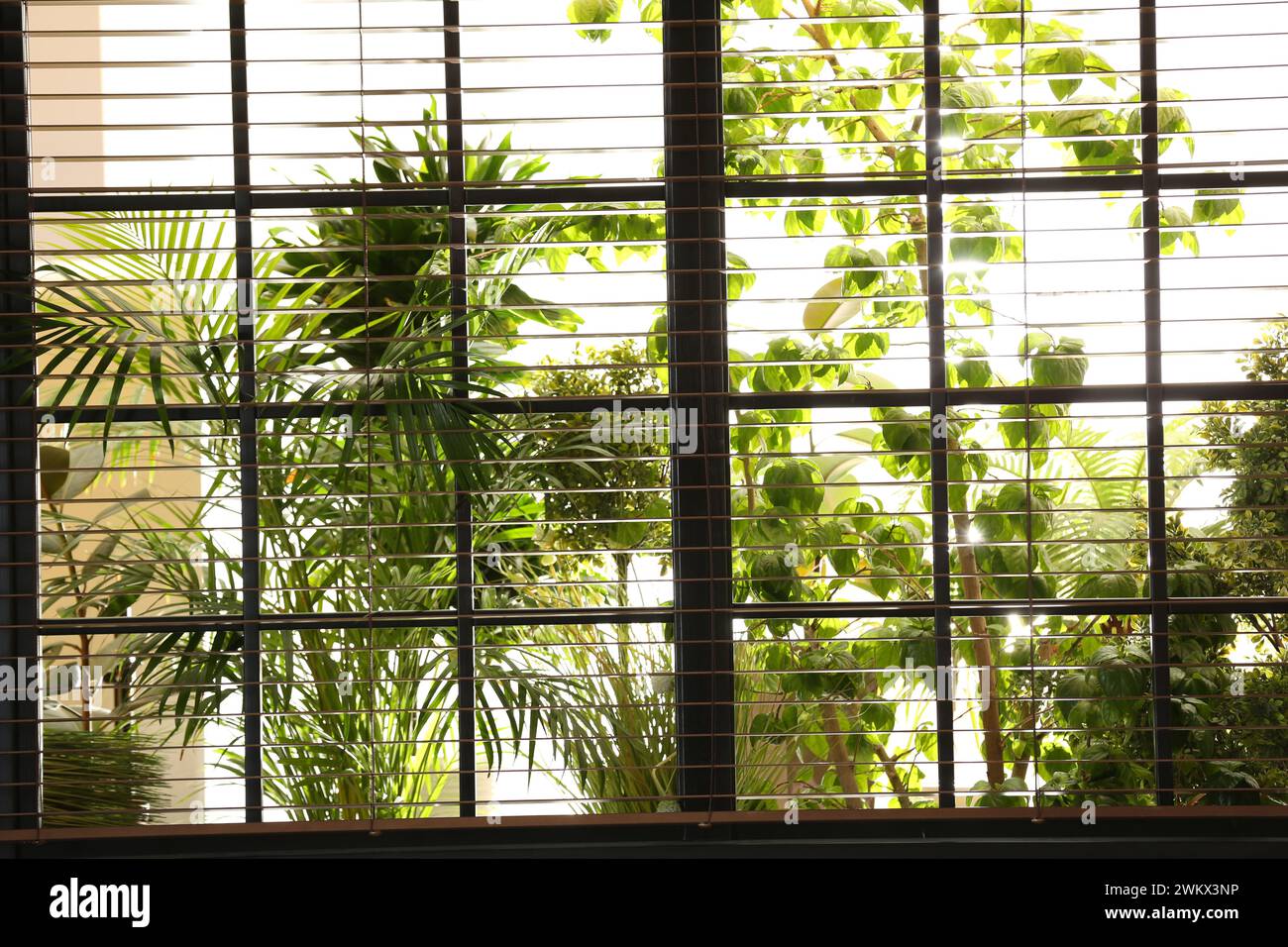 Beautiful view through window on garden in morning Stock Photo - Alamy