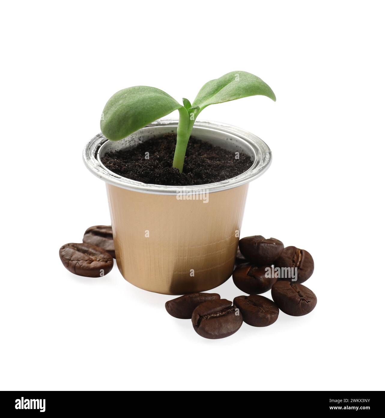 Green seedling growing in coffee capsule and beans isolated on white ...