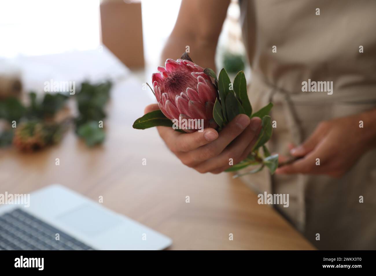 Protea flower craft hi-res stock photography and images - Alamy