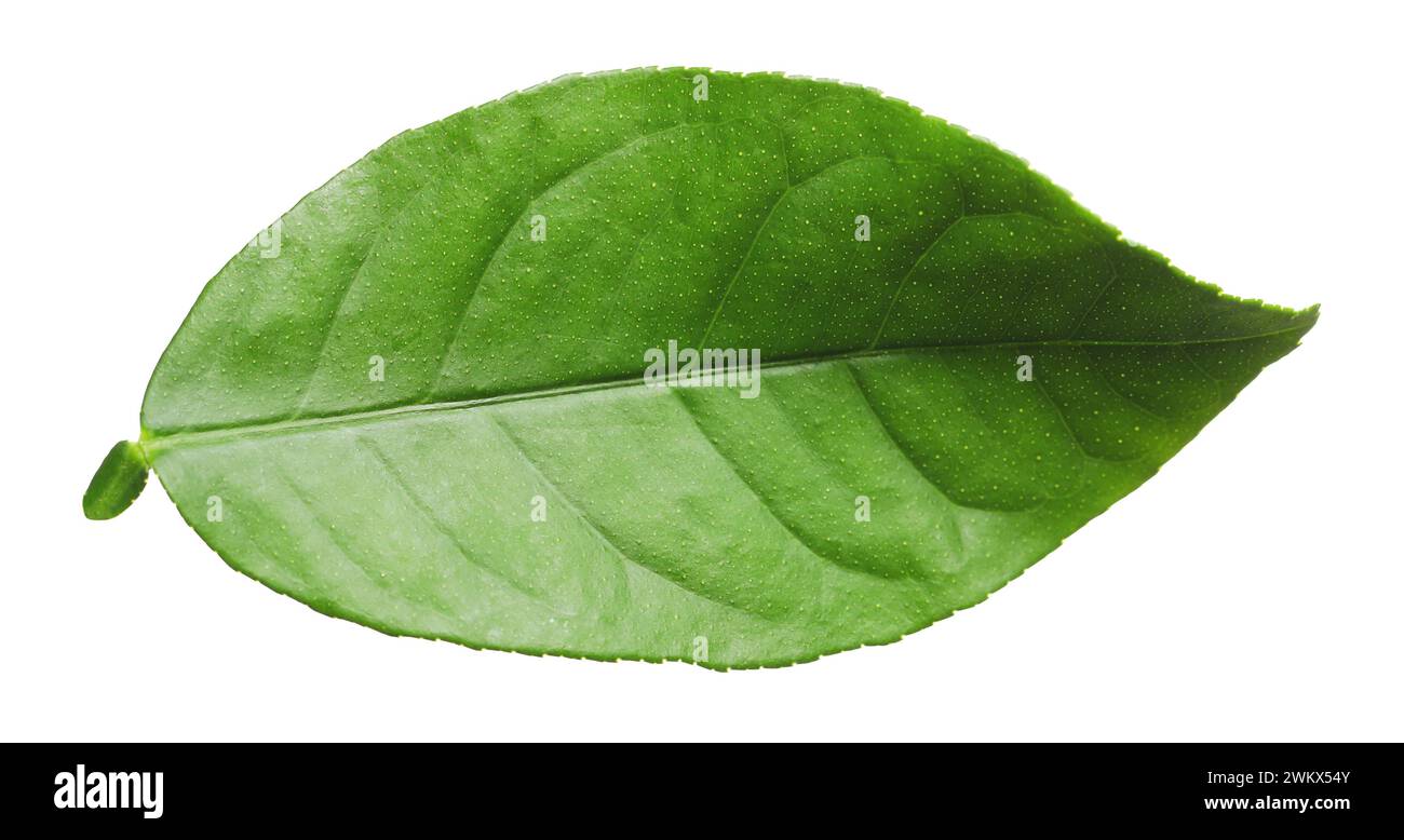 Green leaf of lemon tree isolated on white Stock Photo - Alamy