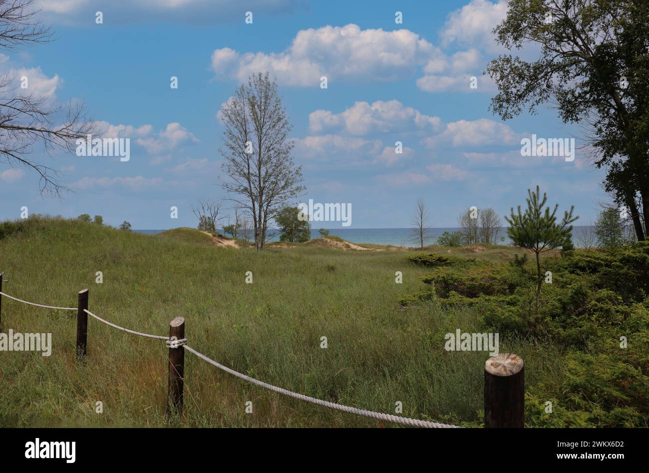 Tall grasses growing on hills of sand dunes, with some trees, behind a ...