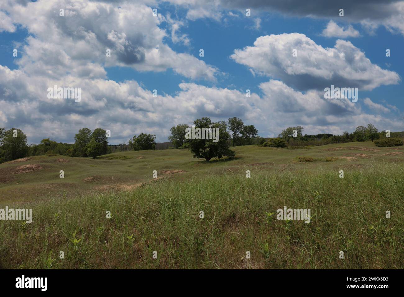 Tall grasses and trees growing on hills of sand dunes, at Kohler Dunes ...