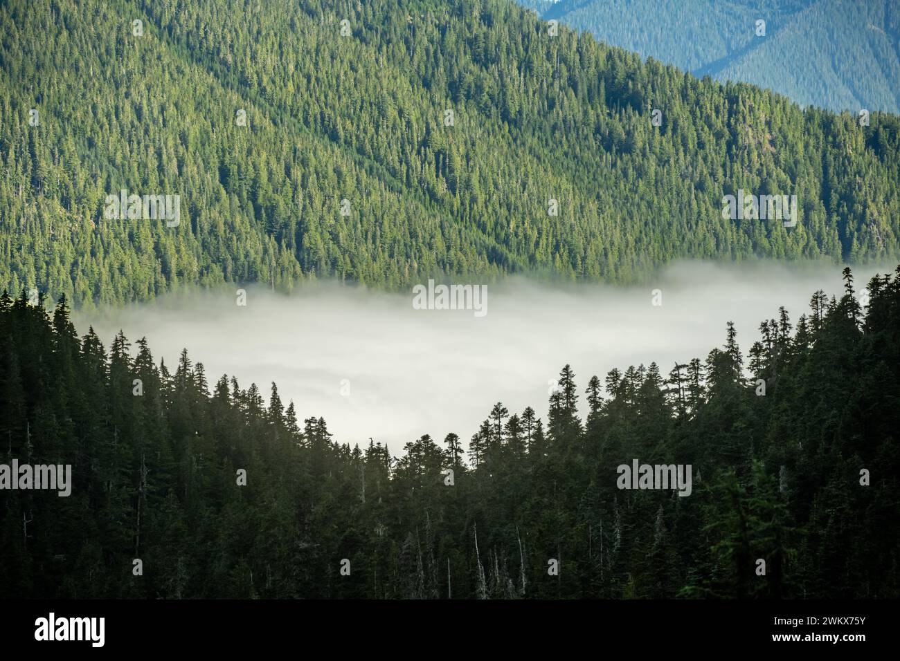 Fog Puff Lingers in Valley Below Pine Trees in Olympic National Park ...