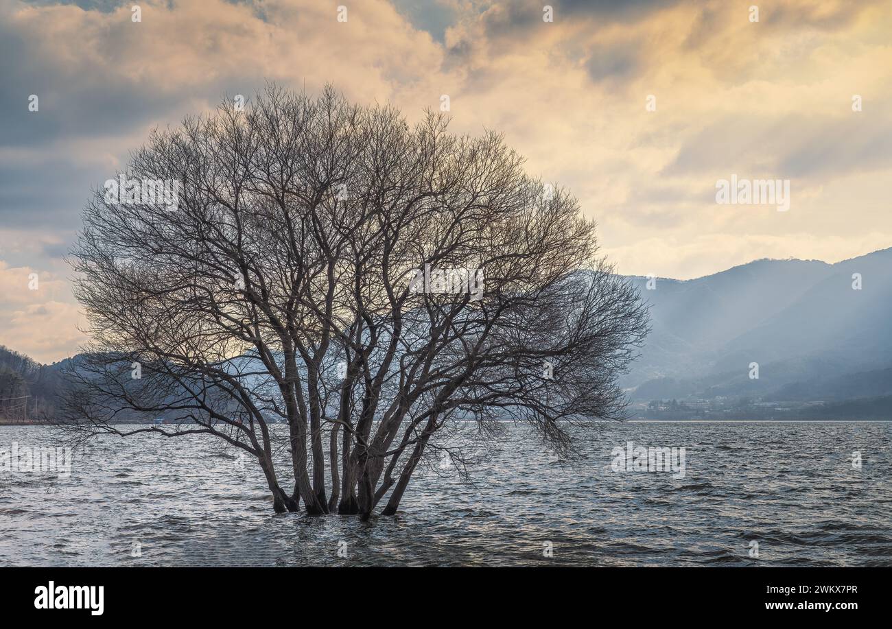Yesan golden tree hi-res stock photography and images - Alamy