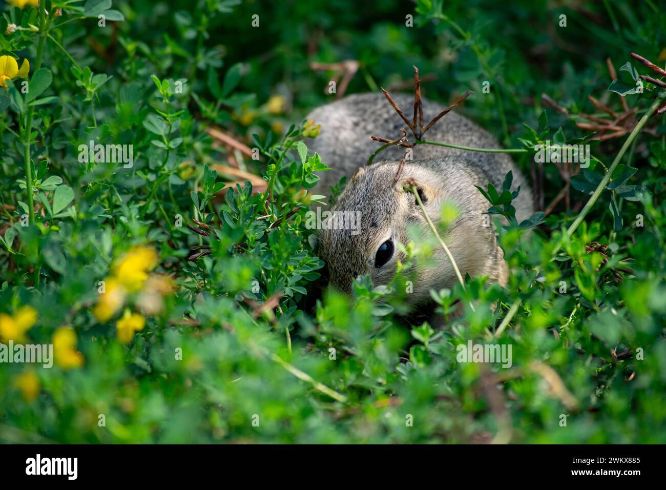 A gopher in the grass Stock Photo - Alamy
