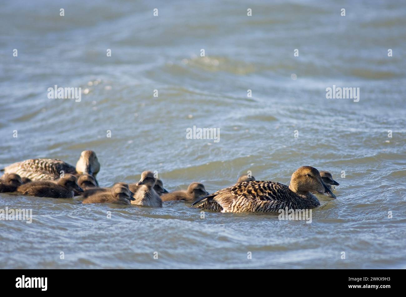 Group of common eider ducks Somateria mollissima mother and newborn ...