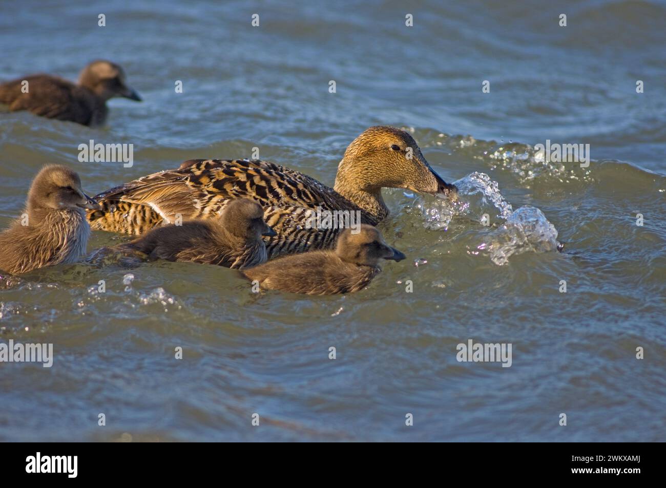 Group of common eider ducks Somateria mollissima mother and newborn ...