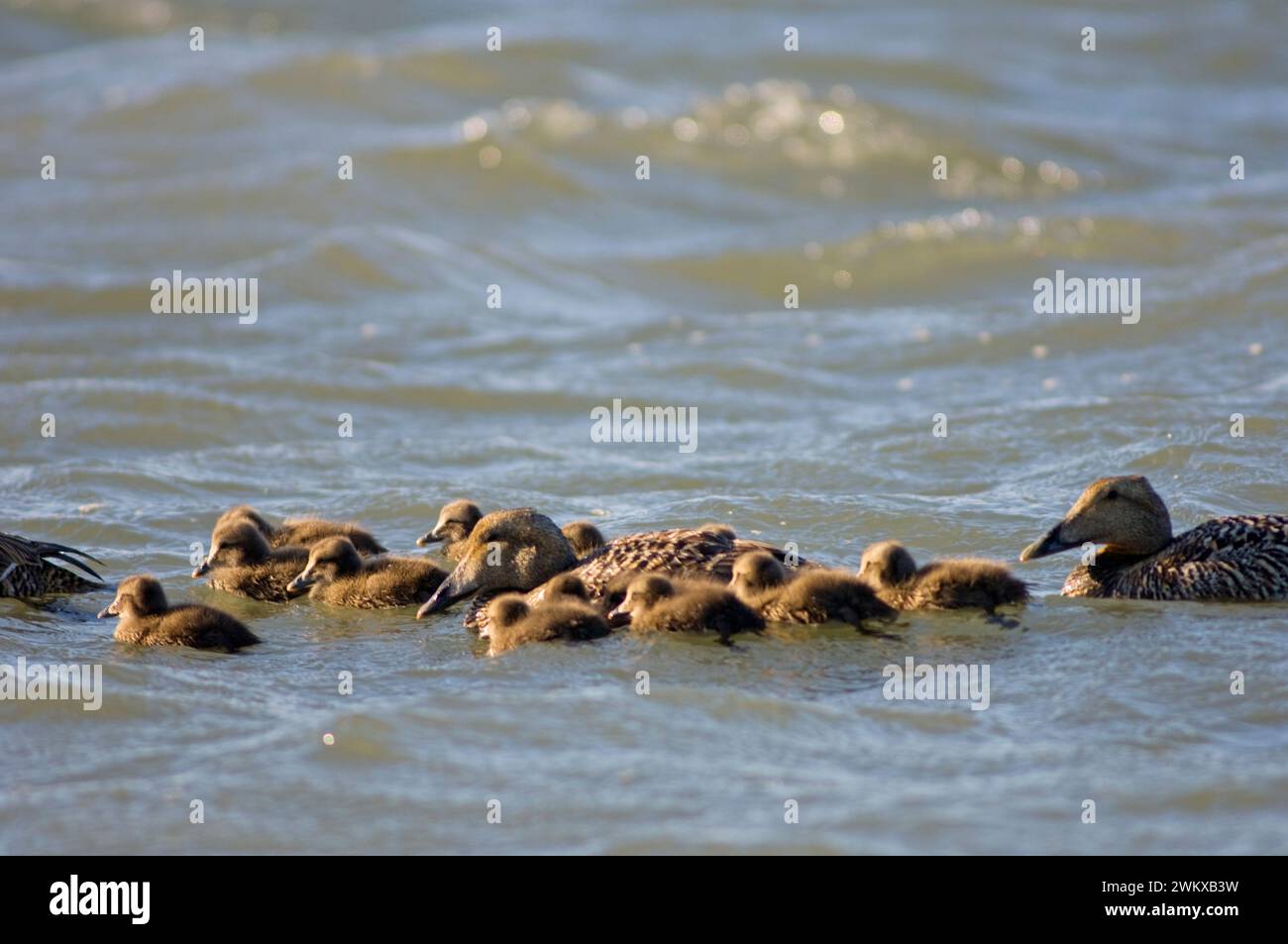 Group of common eider ducks Somateria mollissima mother and newborn ...