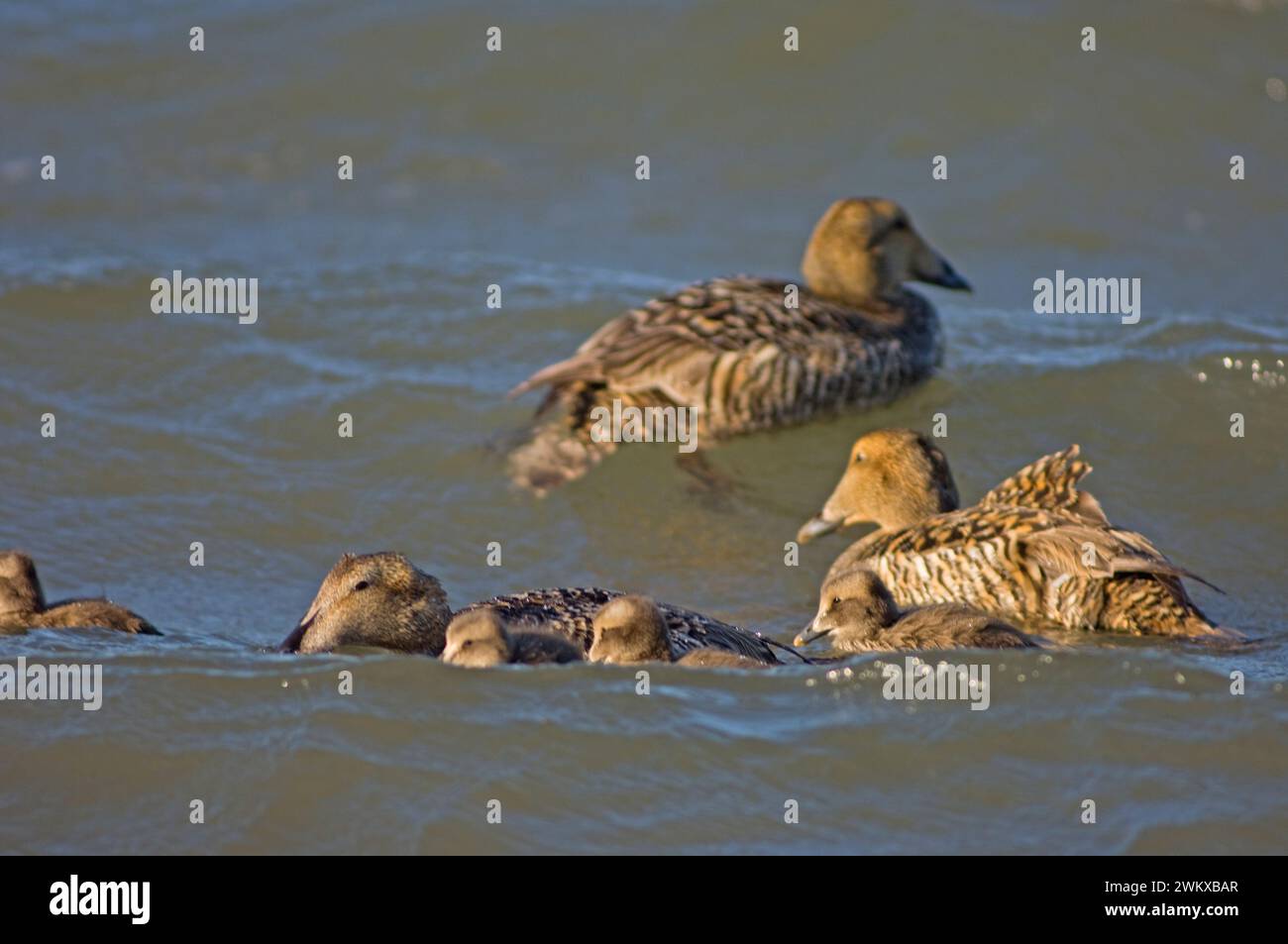 Alaskan ducklings hi-res stock photography and images - Alamy