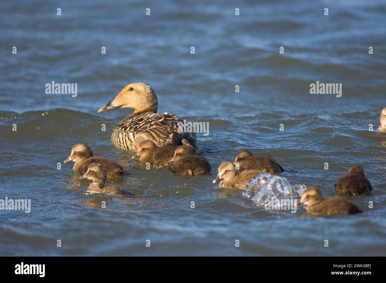 Group of common eider ducks Somateria mollissima mother and newborn ...