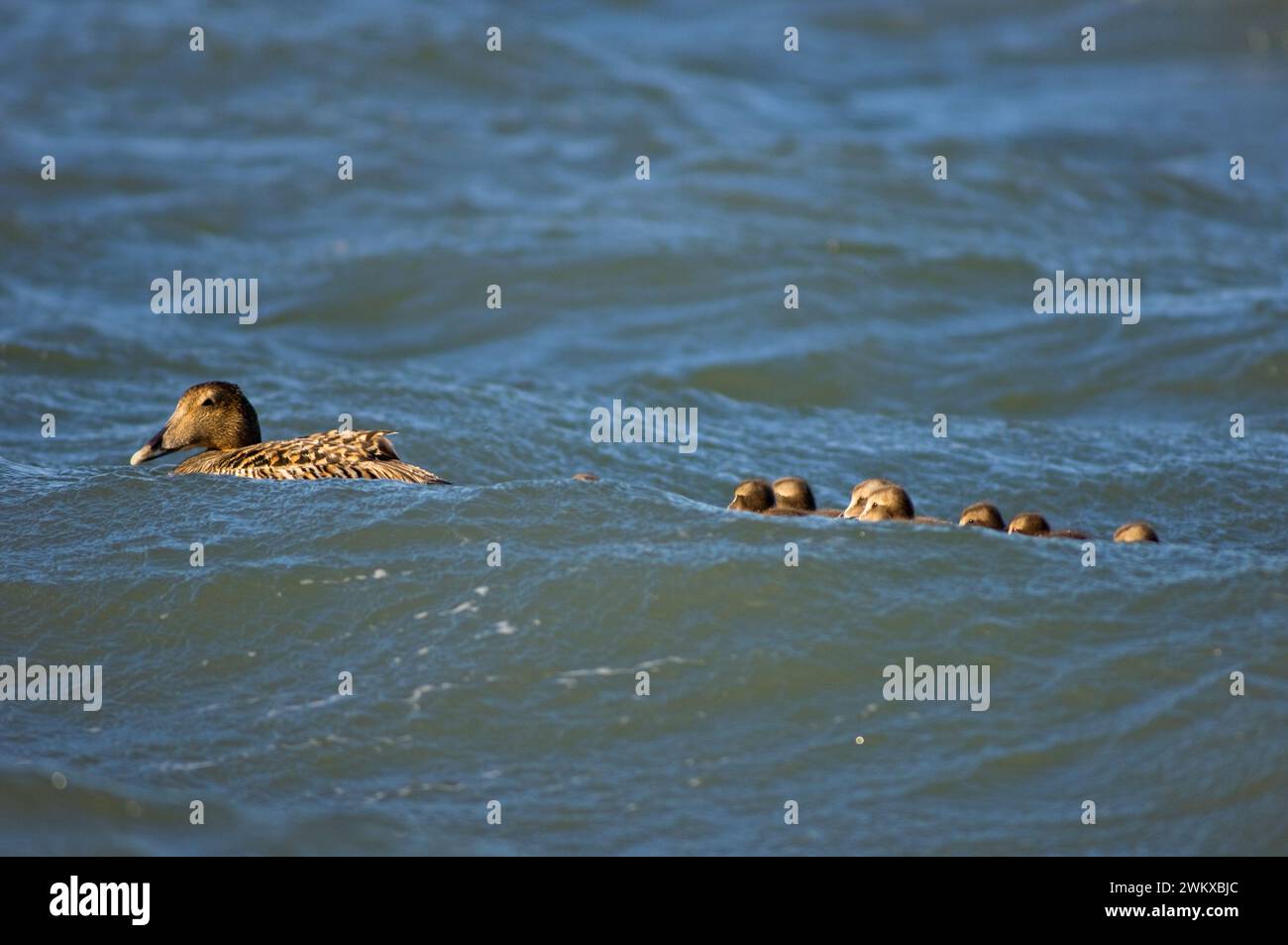 Group of common eider ducks Somateria mollissima mother and newborn ...