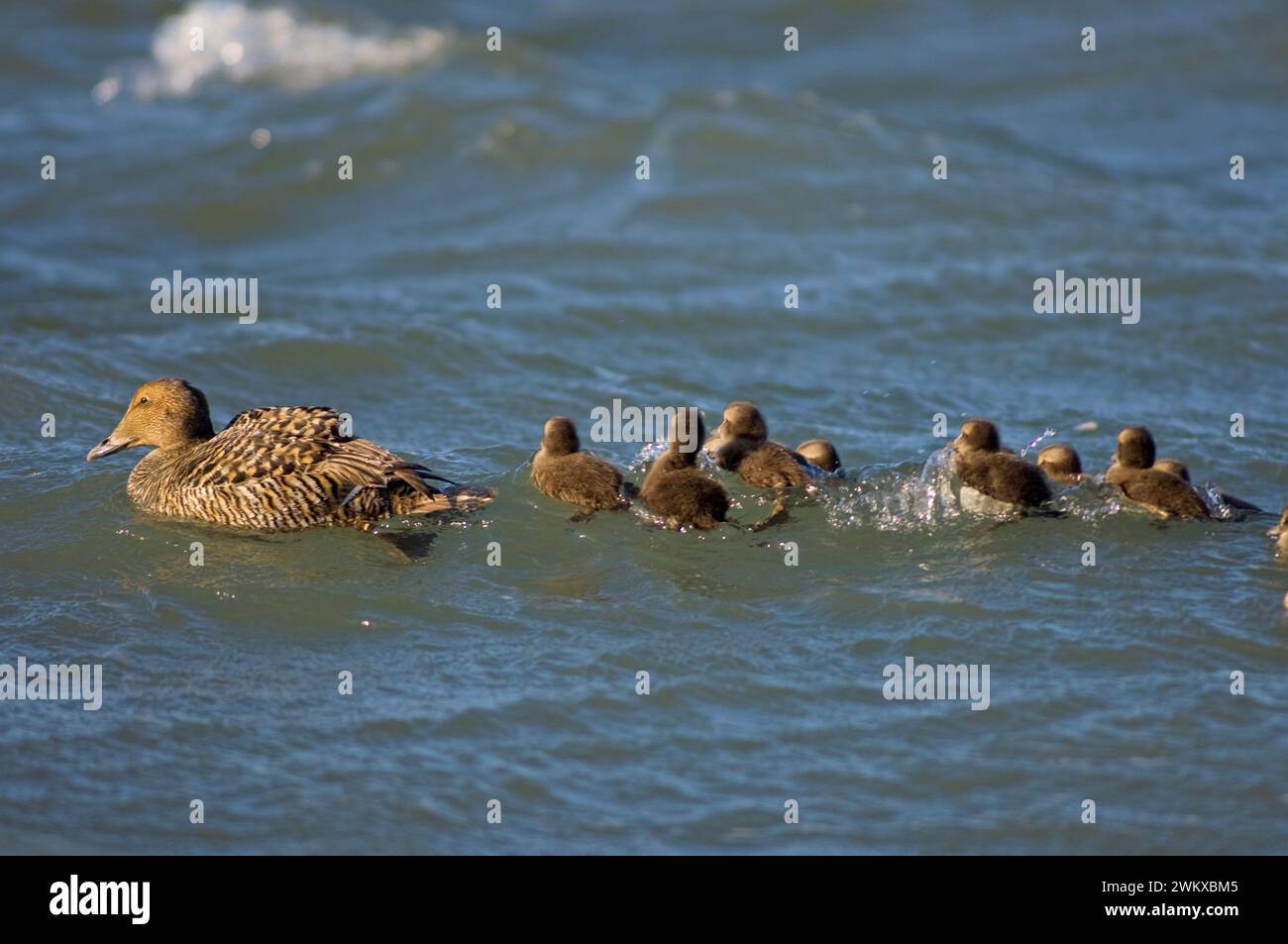 Group of common eider ducks Somateria mollissima mother and newborn ...