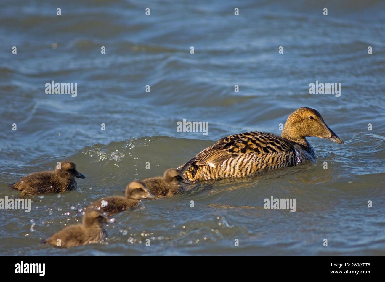 Group of common eider ducks Somateria mollissima mother and newborn ...