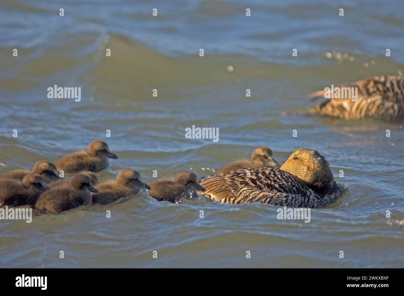 Group of common eider ducks Somateria mollissima mother and newborn ...