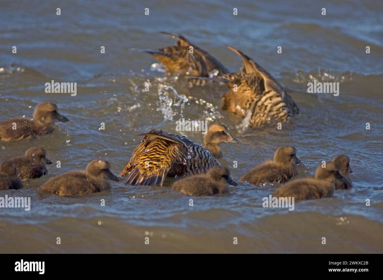 Baibes hi-res stock photography and images - Alamy