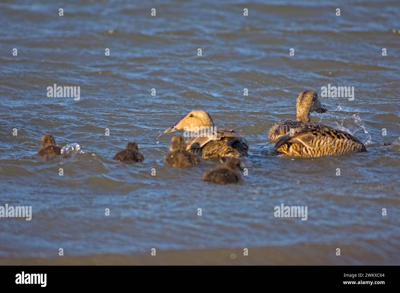 Group of common eider ducks Somateria mollissima mother and newborn ...