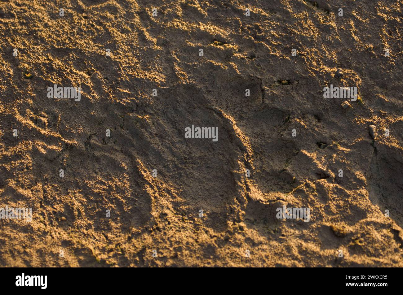 brown bear, Ursus arctos, grizzly bear, Ursus horribils, foot prints in ...