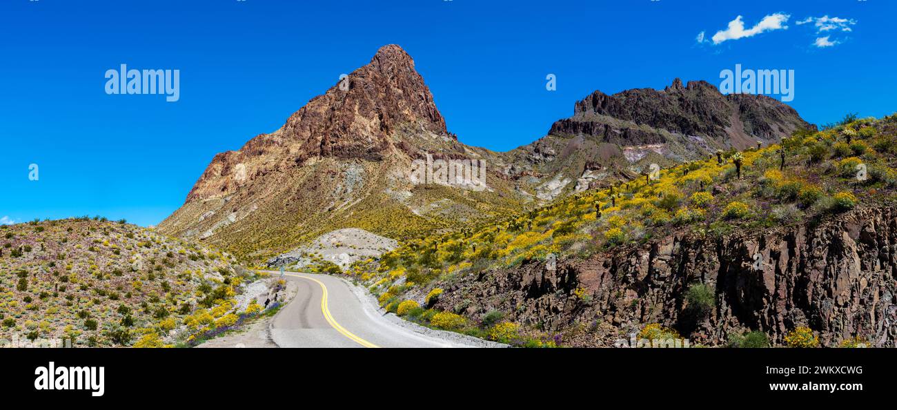 Spring wildflowers bloom in the desert, Oatman, Arizona, USA Stock ...